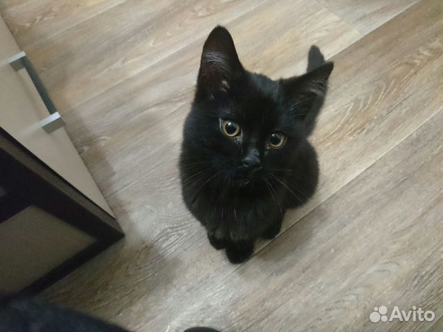 Котенок-метис в добрые руки