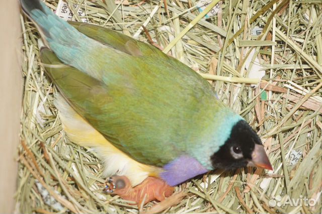 Амадины гульда меняю или продам