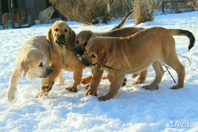 Испанский Мастиф