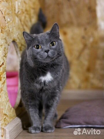 Королева Марго, британская кошка (метис), 1.5 года