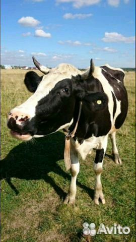 Продаю первотелку на мясо