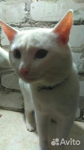 Котик