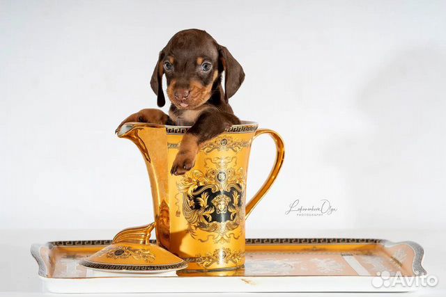 Кофейные малыши