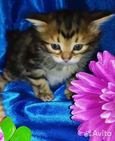 Курильский бобтеил котята