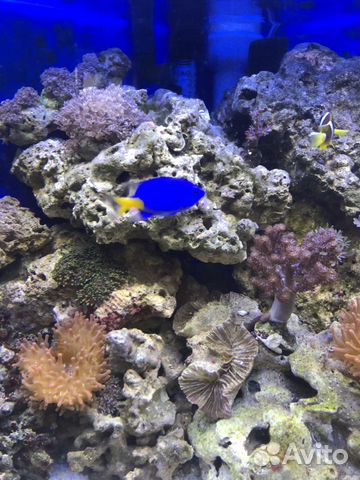 Морская рыбка