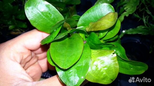 Эхинодорус. Горизонталис