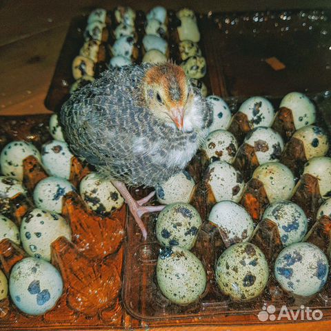 Инкубационные перепелиные яйца