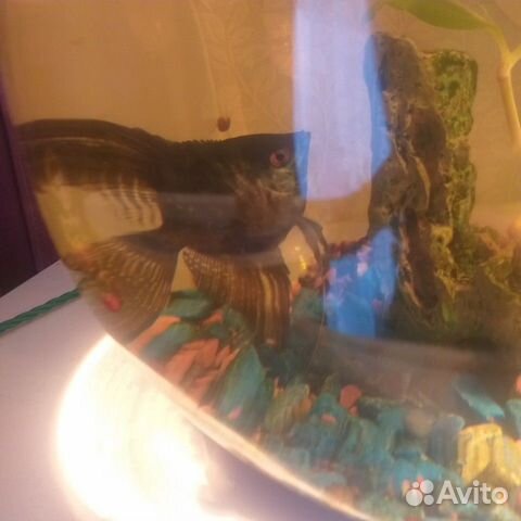 Сколярия рыбка