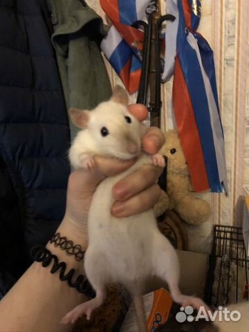 Крыса 4 месяца