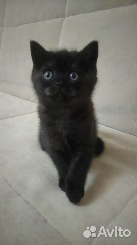 Прямоухий котёнок