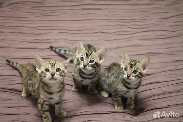 Бенгальские котята