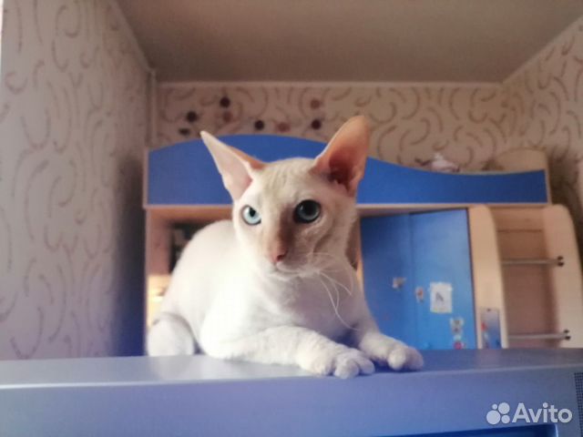 Сфинкс
