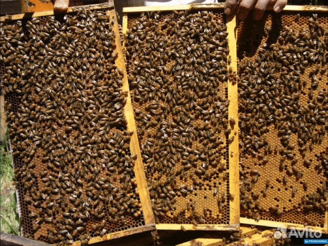 Отводки пчел