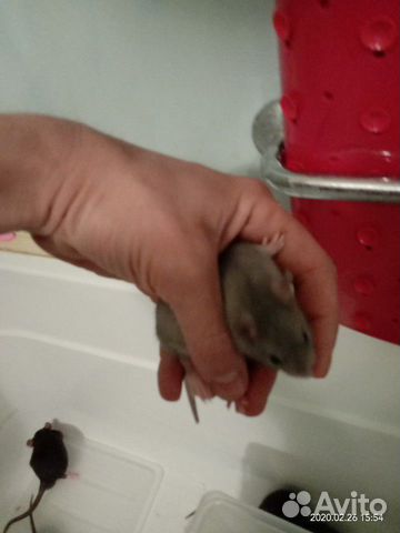 Крысята дамбо бесплатно