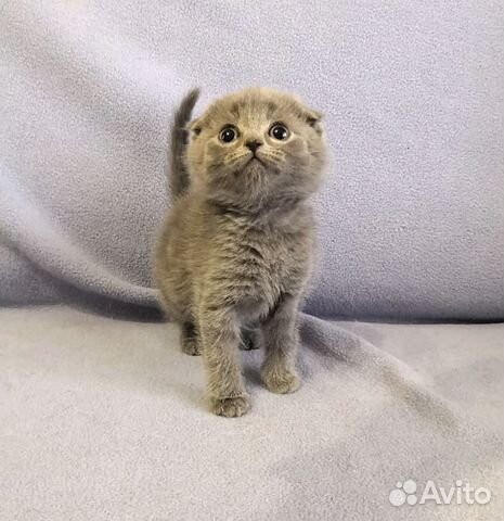 Британские котята
