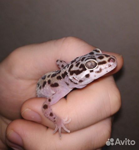 Эублефар Mack Snow Stripe het Ta, Ba, Eclipse