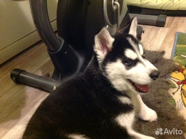 Сибирский хаски