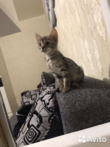 Продам бенгальского котёнка