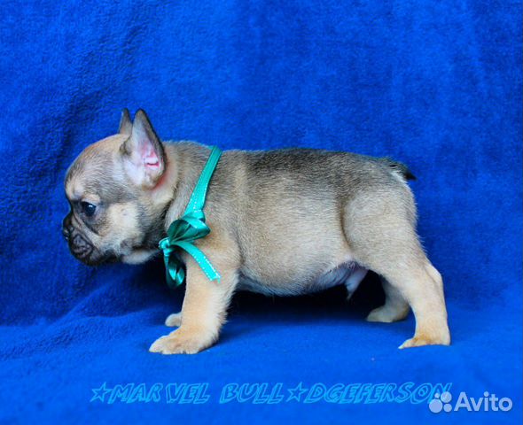 Мини французик