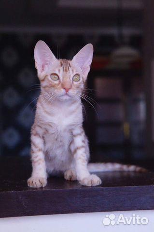 Оцикет котята