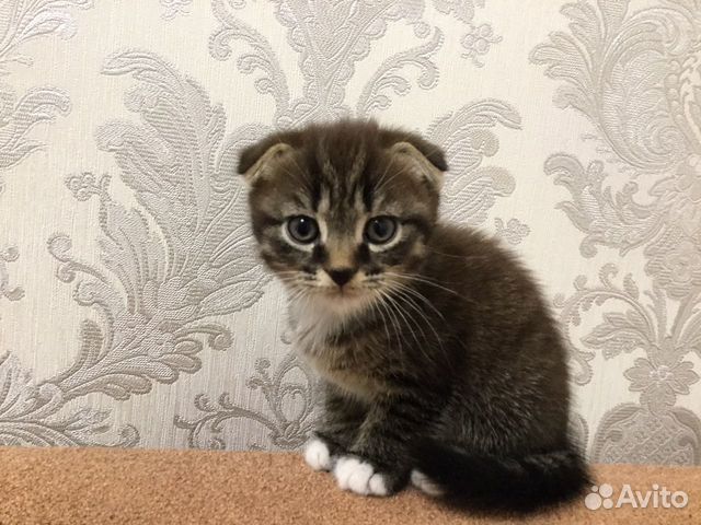 Шотландский вислоухий котёнок