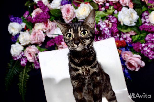 Бенгальская кошка уникального угольного окраса