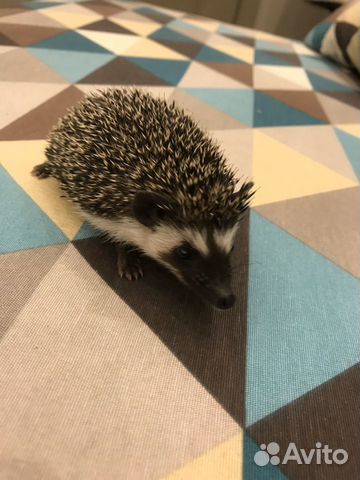Еж