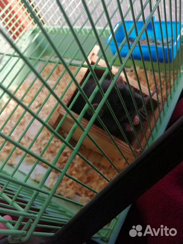 Крыса - мальчик дамбо