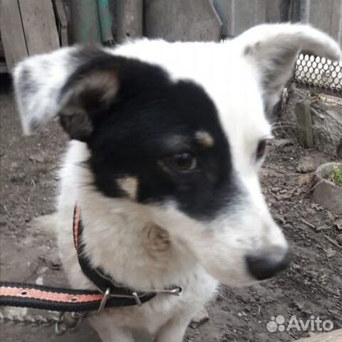 Мелкий кобелек в добрые руки