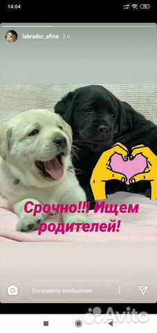 Няшные детки лабрадора