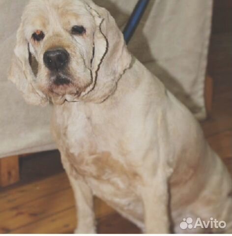 Добрый Лексус в дар