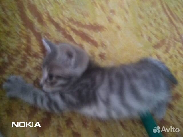 Кошка бельгийская
