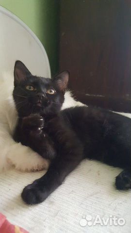 Кошка