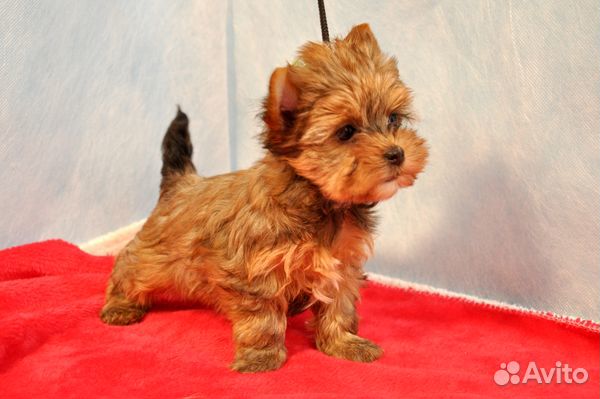 Девочка имя Маркиза