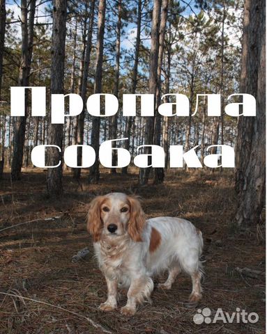 Пропал спаниель