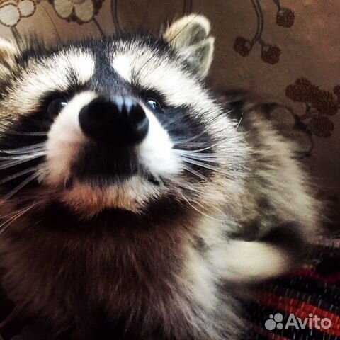 Енот полоскун девочка 10 месяцев