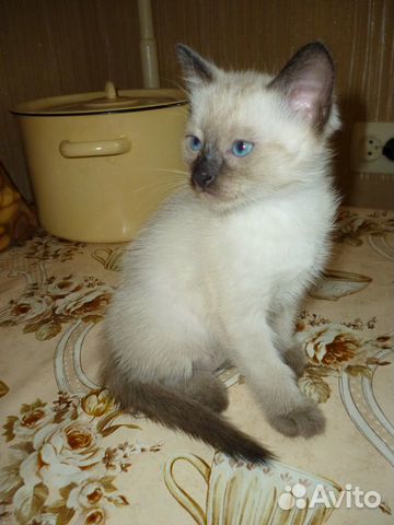 Тайский котенок