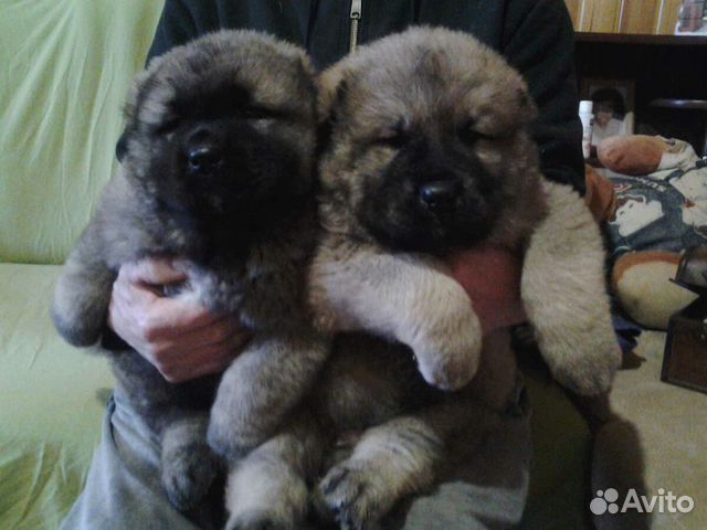 Щенки кавказской овчарки