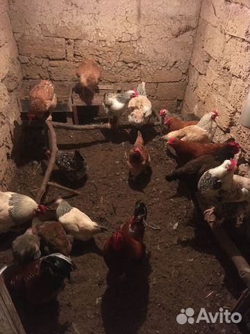 Куры несушки