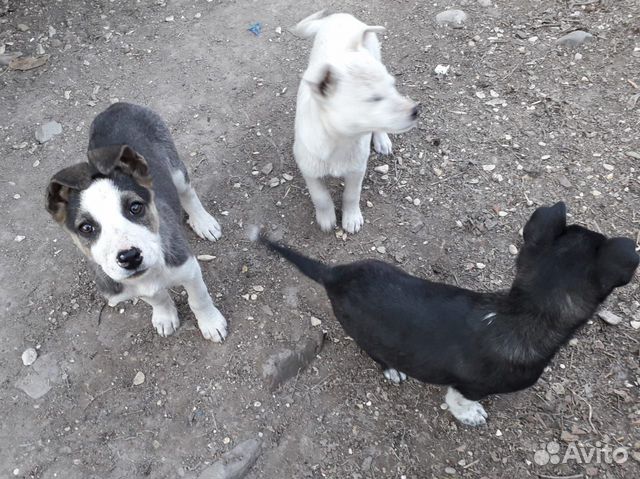 Супер-щенок в охрану дома