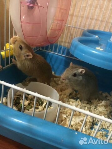 Мини-тушканчики