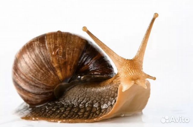 Улитки Ахатины