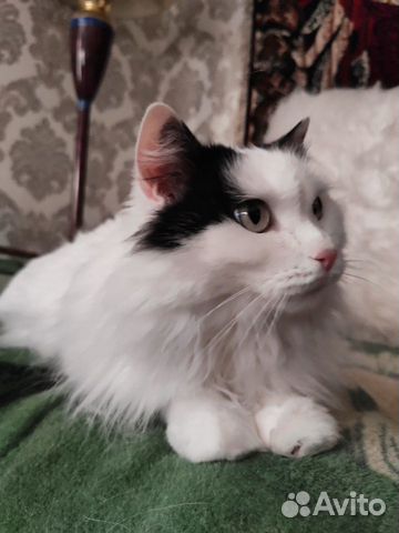 Шикарный кот