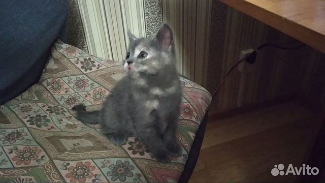 Трое замечательных котят в добрые руки