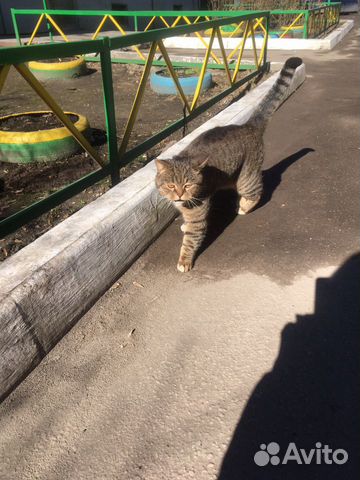 Найден кот-потеряшка