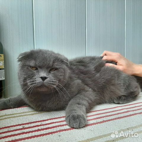 Красавец из Британии- Пуша - ищет дом