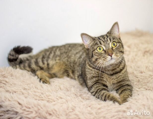 Красивая кошка камышка ищет новый дом