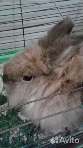 Декоративная крольчиха Пуся