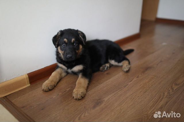 Метисы овчарки и лабрадора