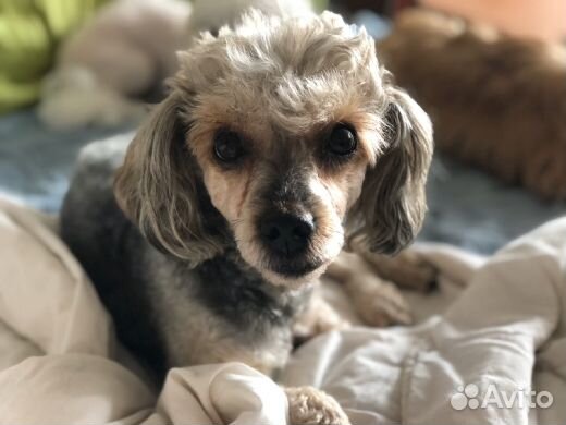 Чудесная Фанта ищет добрых хозяев